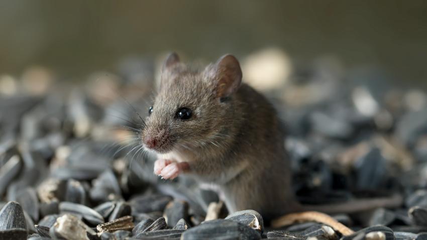 Keys to effective rodent management | Syngenta PPM EAME